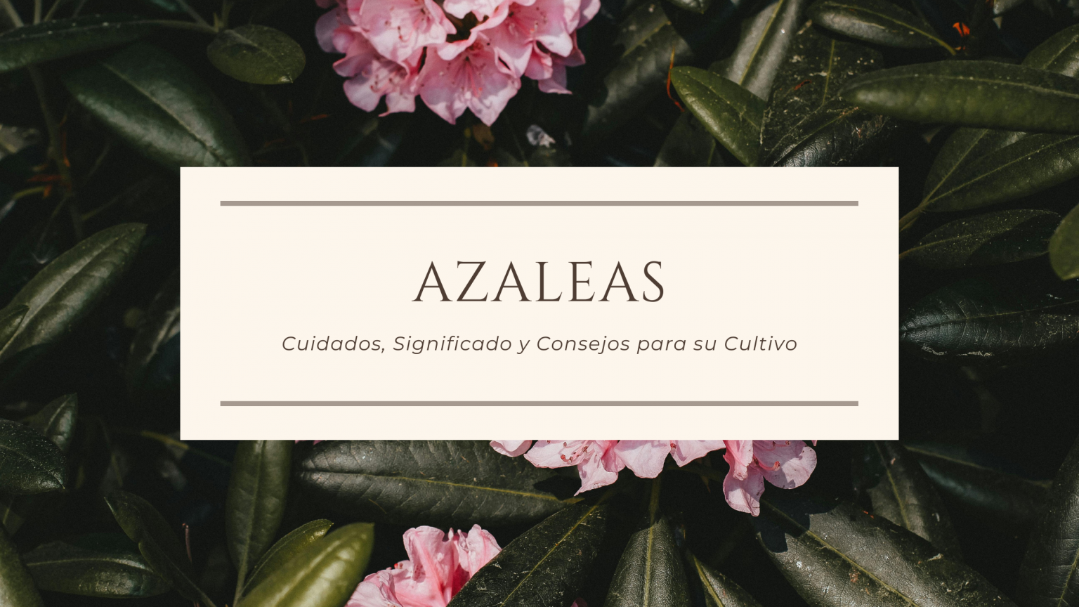Todo lo que debes saber sobre las Azaleas