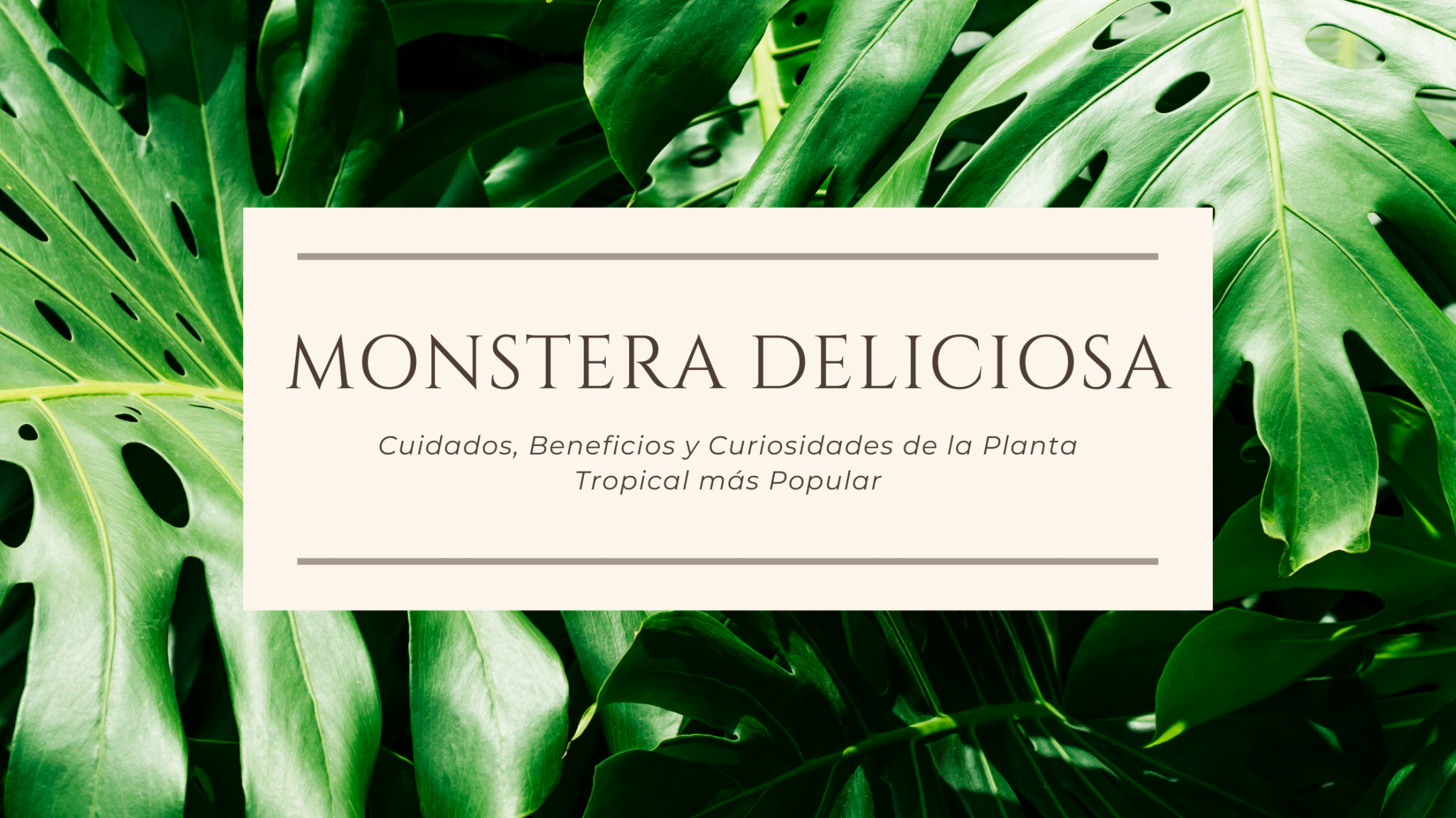 Monstera Deliciosa: Cuidados, Beneficios y Consejos 🌱