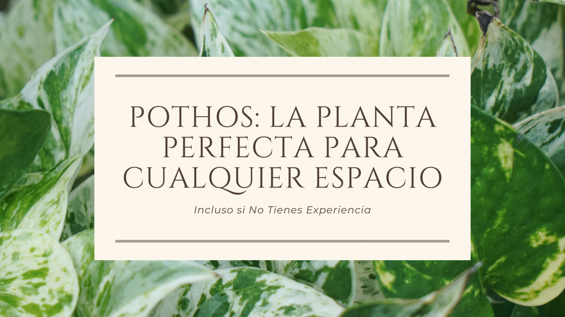Pothos: Cuidados, Beneficios y Cómo Propagarlo Fácilmente