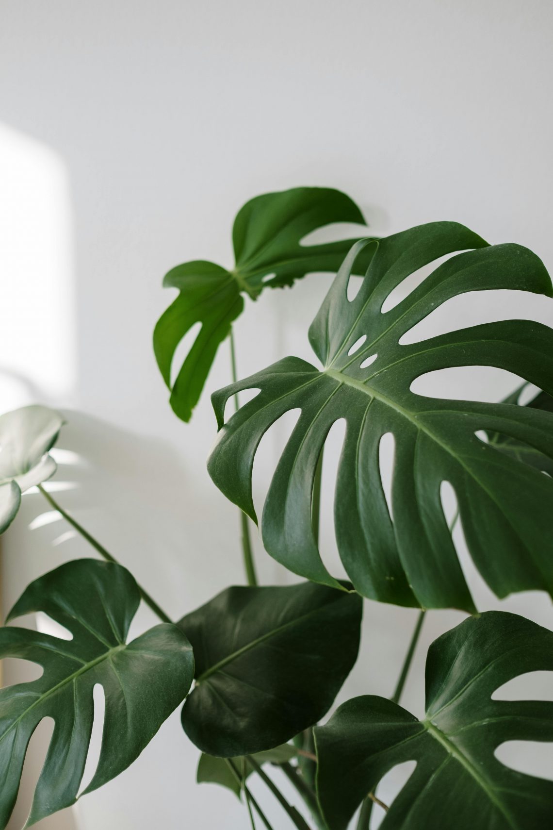 Monstera Deliciosa: Cuidados, Beneficios y Consejos 🌱