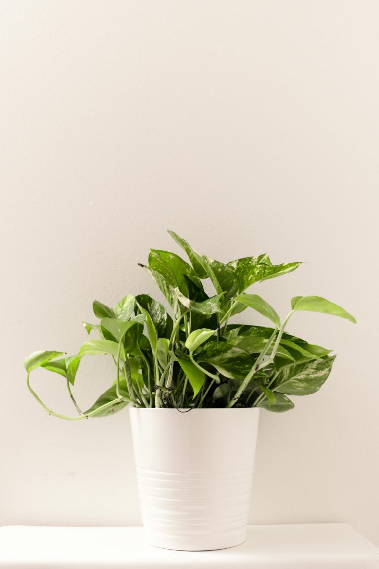 Pothos: Cuidados, Beneficios y Cómo Propagarlo Fácilmente
