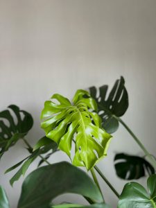 Monstera Deliciosa: Cuidados, Beneficios y Consejos 🌱