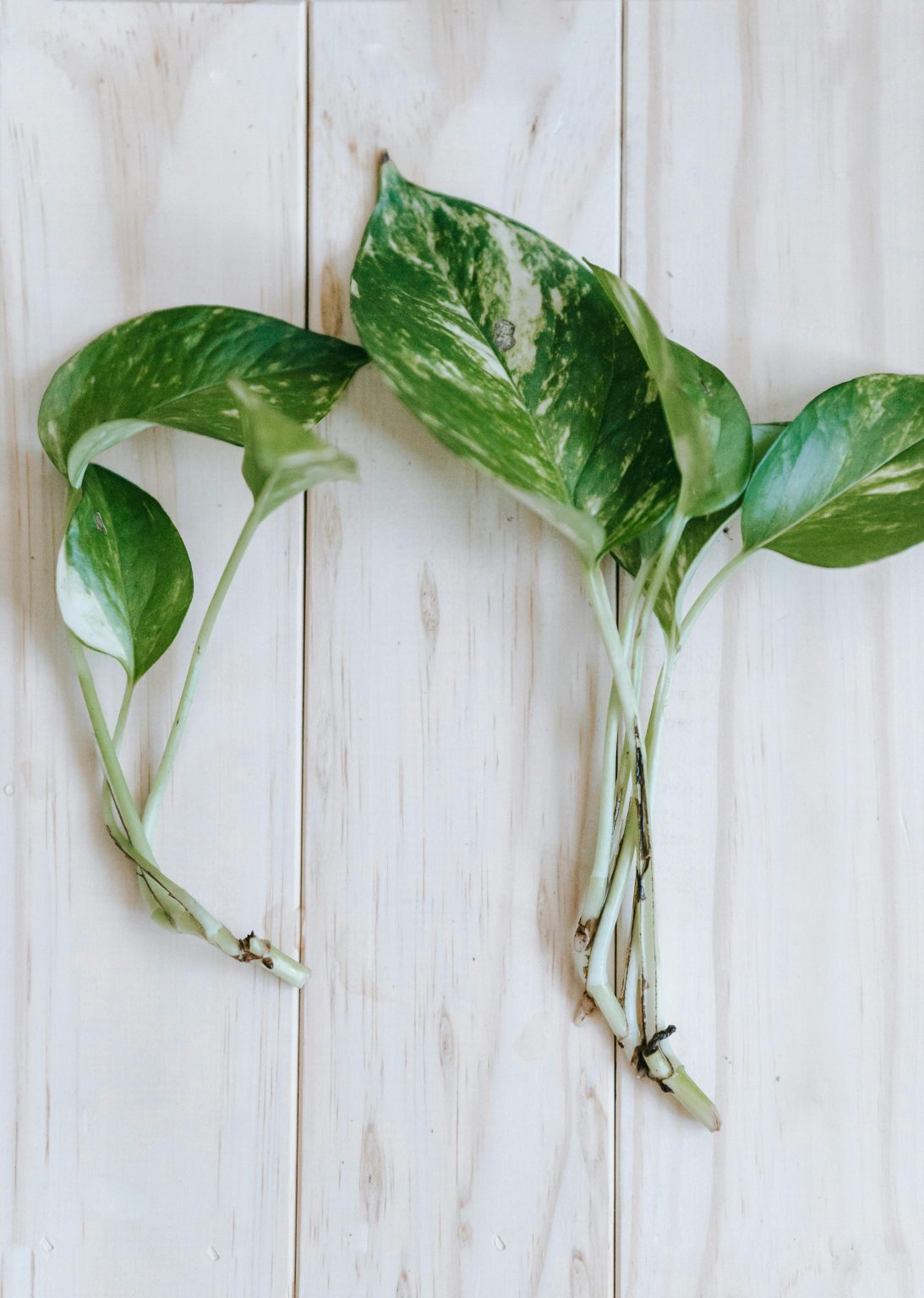 Pothos: Cuidados, Beneficios y Cómo Propagarlo Fácilmente