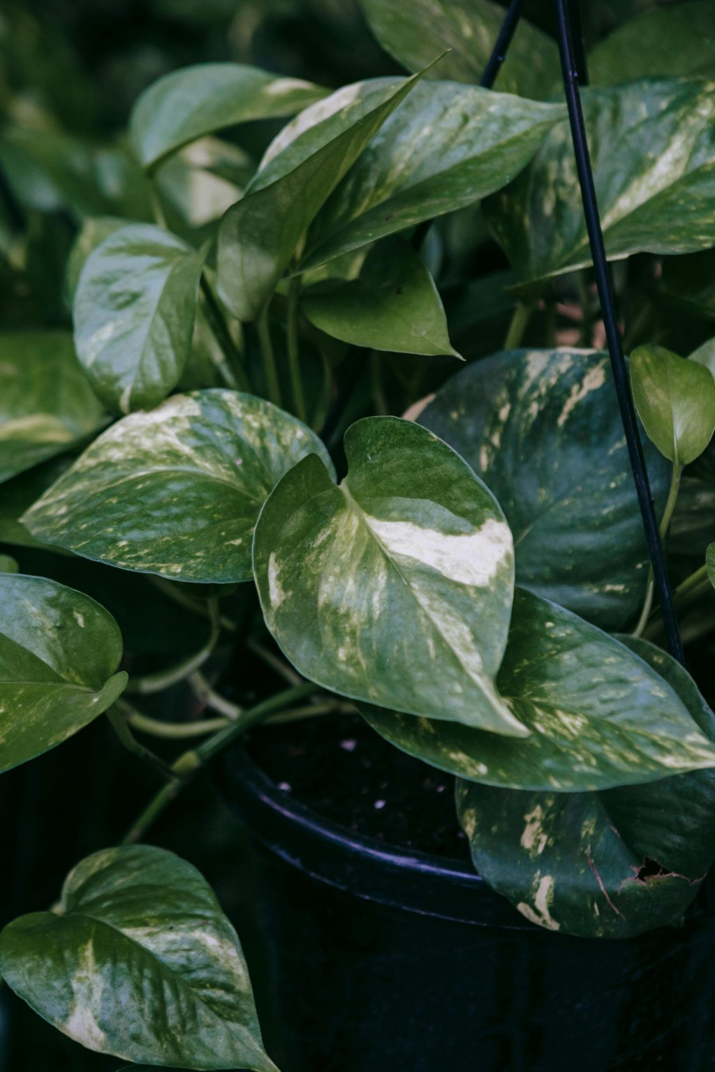 Pothos: Cuidados, Beneficios y Cómo Propagarlo Fácilmente